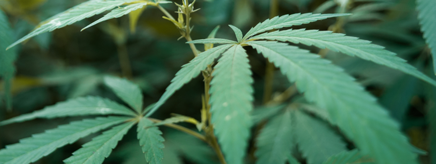 Understanding the Risk of Low-Frequency Cannabis Use in Adolescents ...