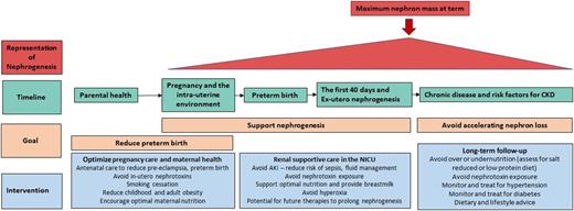 The Effect of Preterm Birth on Renal Development and Renal Health ...