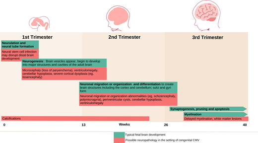 Emerging Concepts in Congenital Cytomegalovirus | Pediatrics | American ...