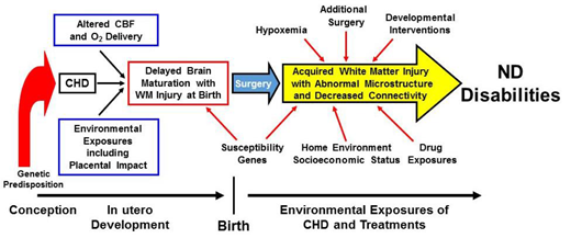 Optimizing Neurodevelopmental Outcomes in Neonates With Congenital ...
